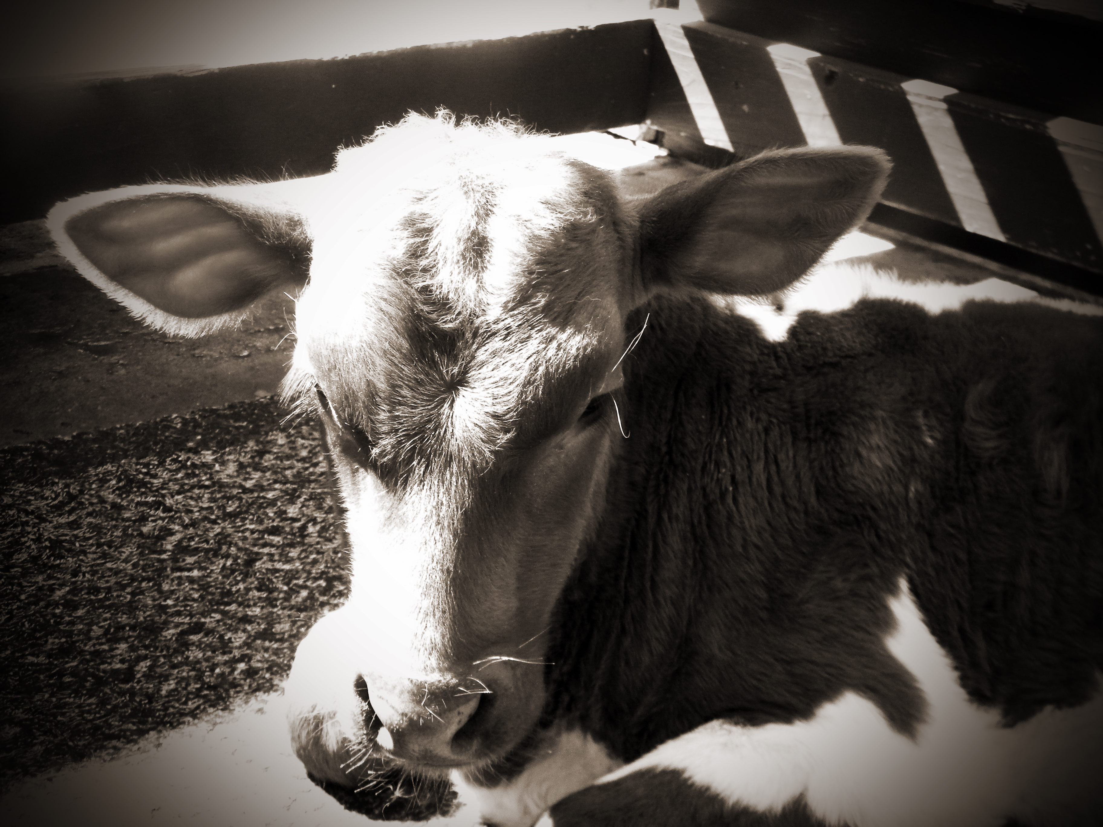 Electing Farm Animal Defenders - Colorado Animal Protectors