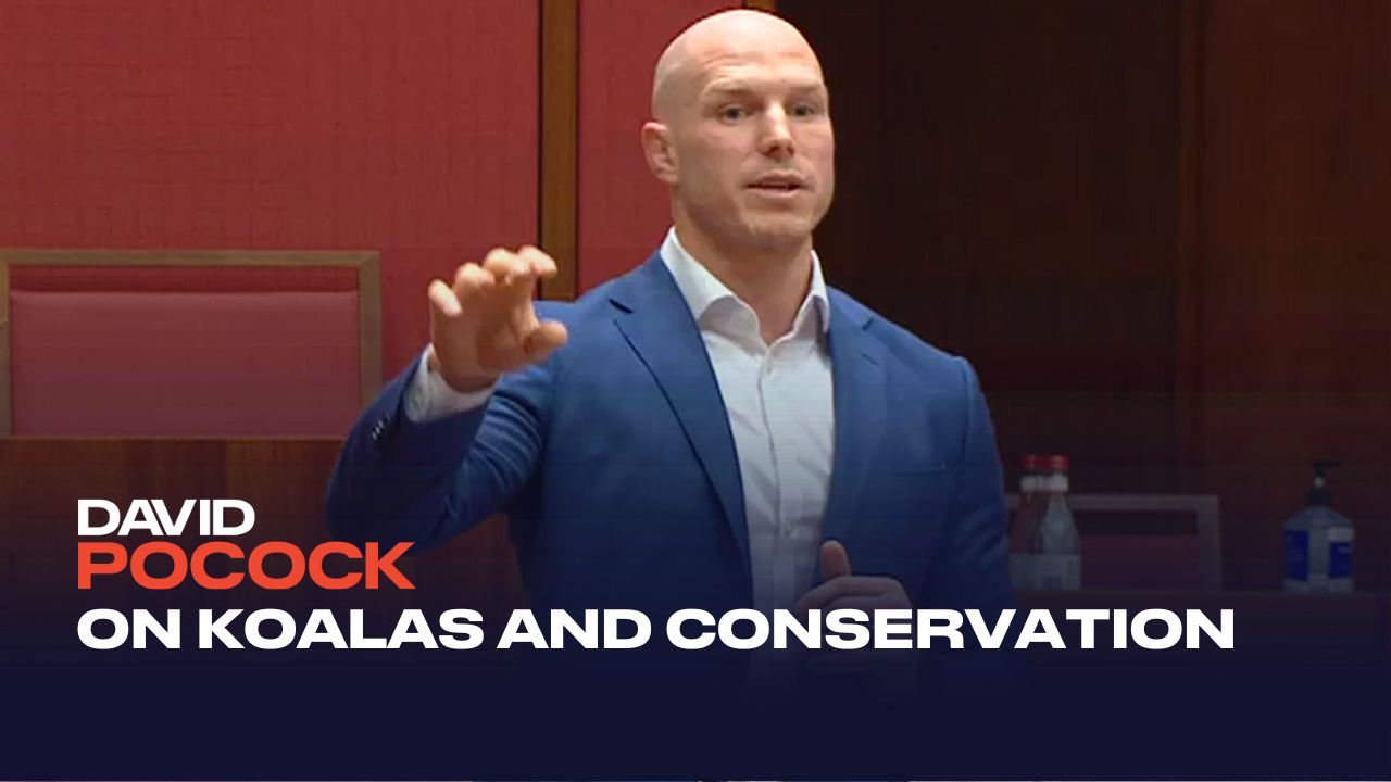 On Koalas and Conservation - David Pocock