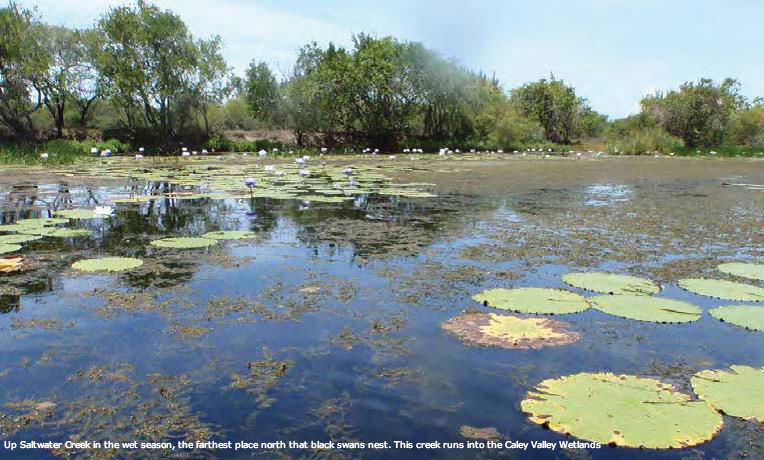 Save the Caley Valley Wetlands - Mackay Conservation Group