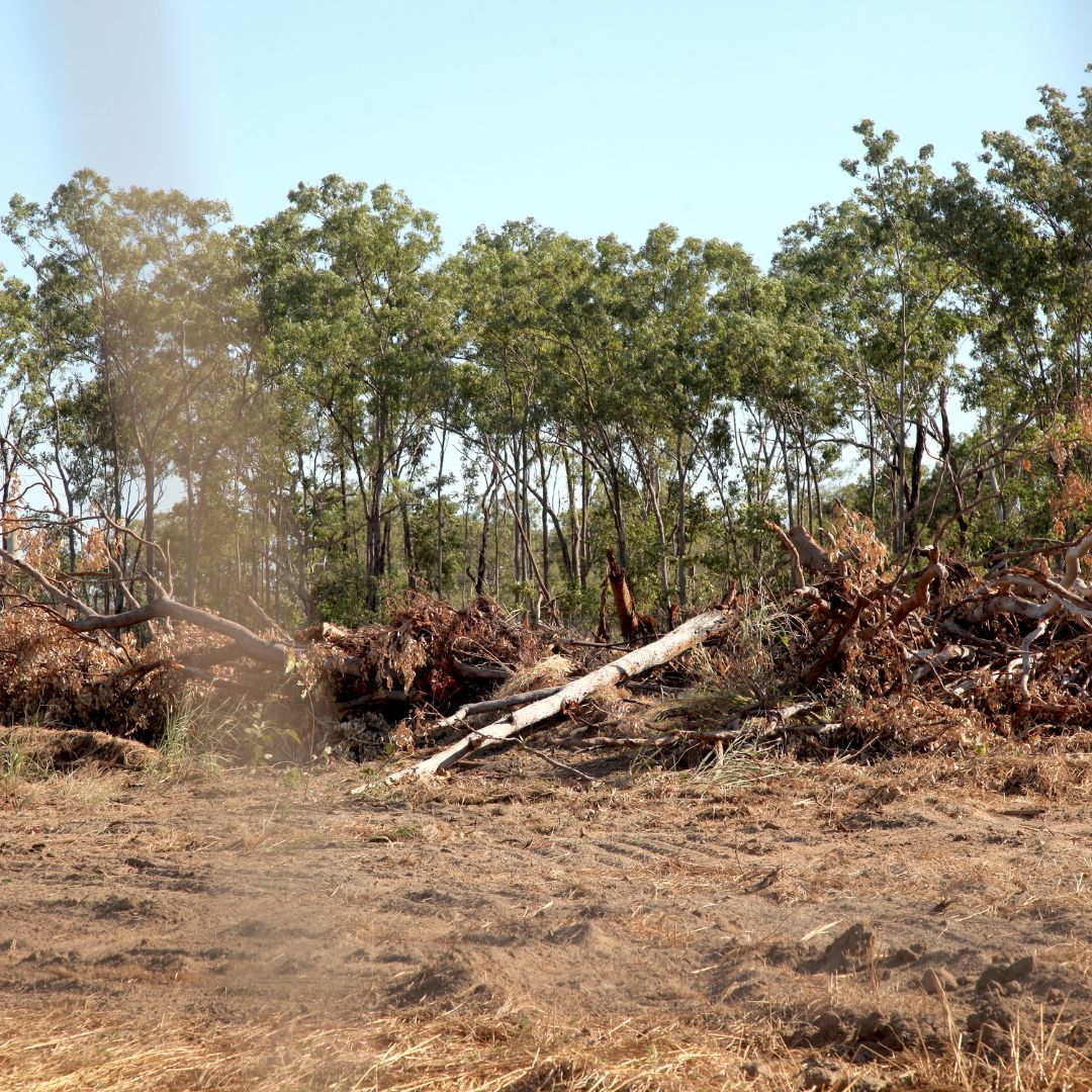 Northern Territory on track for unprecedented deforestation under new ...