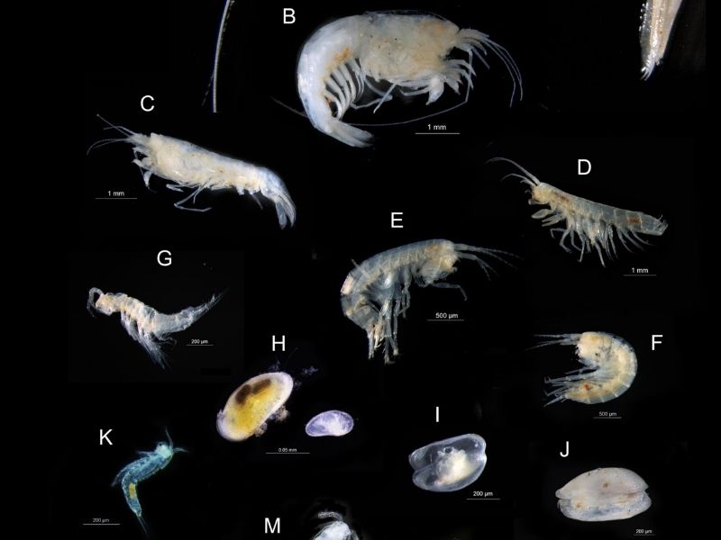 New species of stygofauna could sink fracking and cotton plans ...