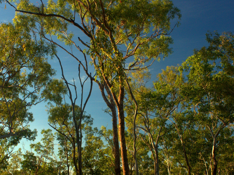 Annual General Meeting 2022 (+ SGM) - Environment Centre NT