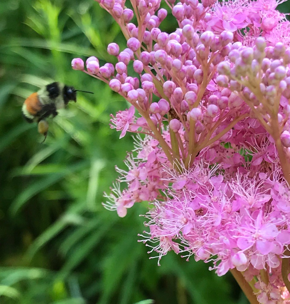 Making a Home for Baby Bees