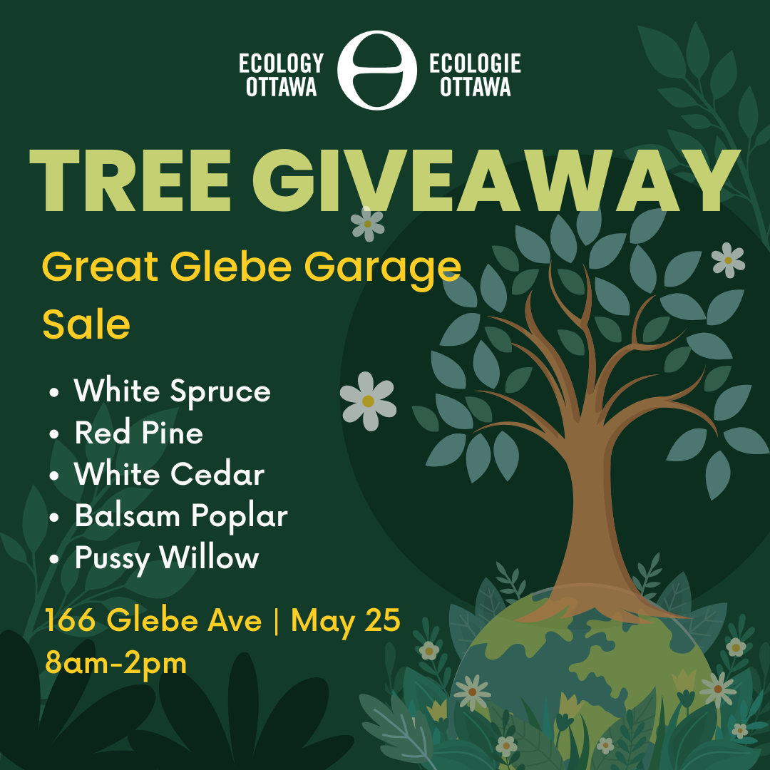 Tree giveaway at Great Glebe Garage Sale - Ecology Ottawa