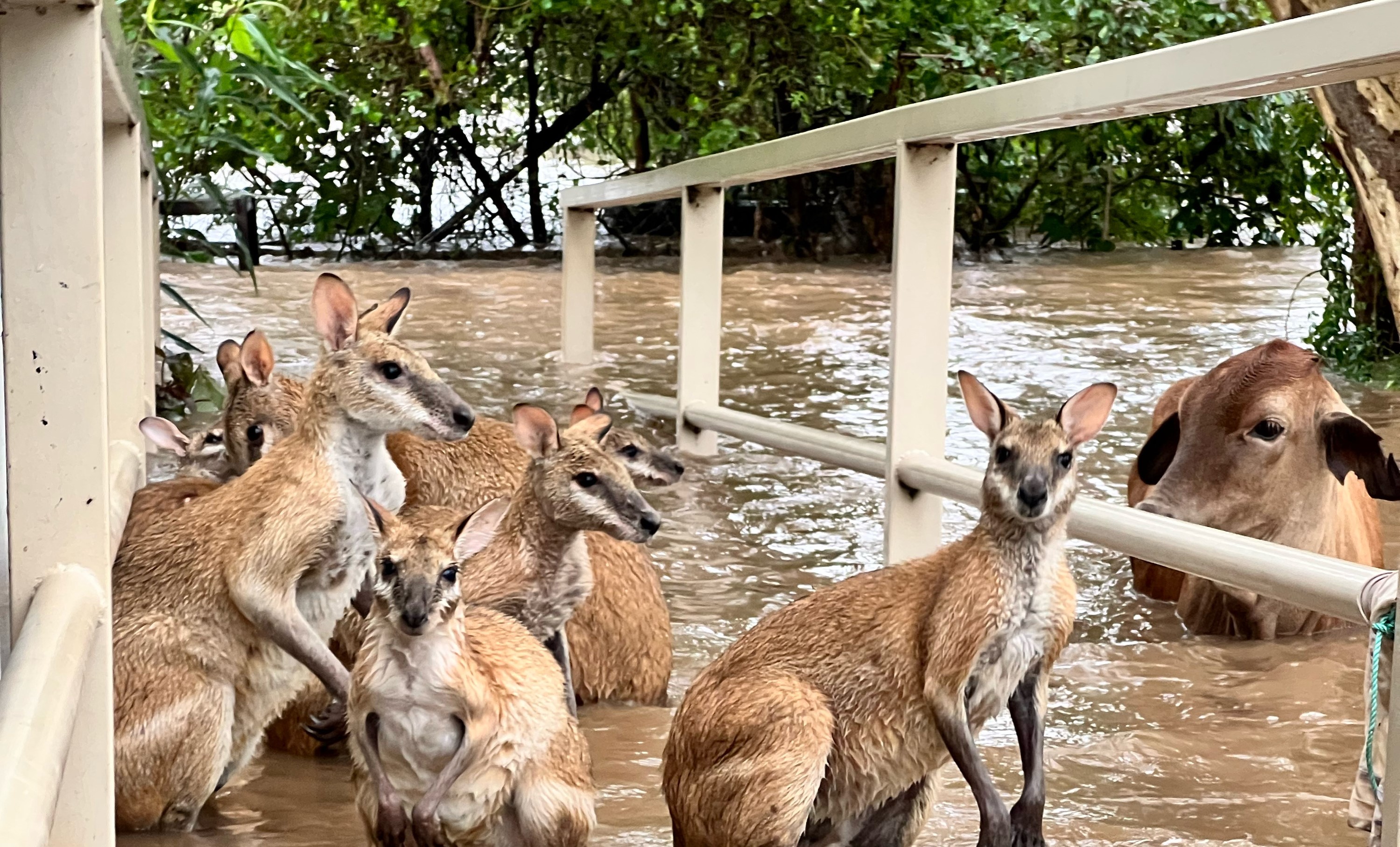 People have lost everything in the Fitzroy floods – please help ...