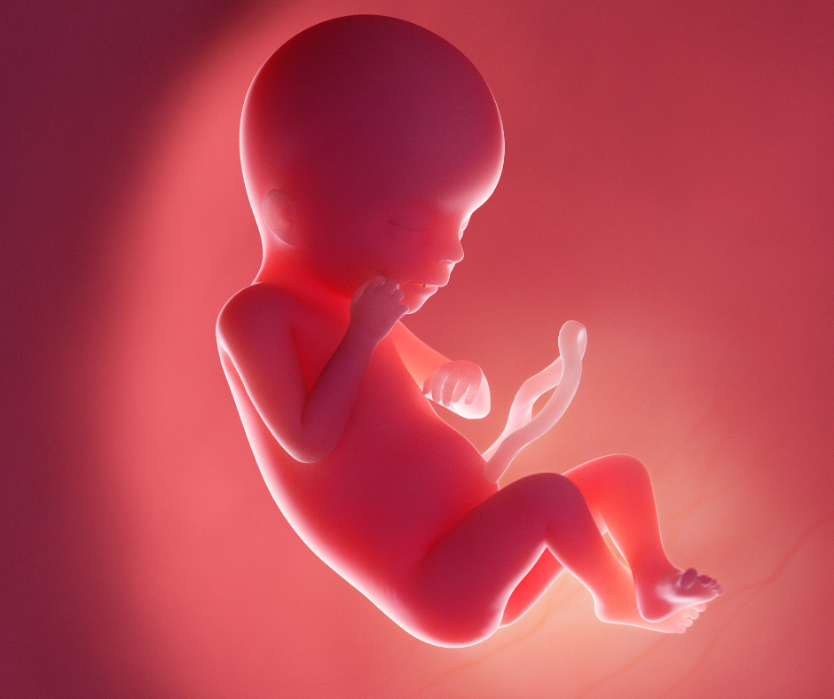 Eight healthy late term babies killed in first six months of Chapman’s law - Family First Party ...