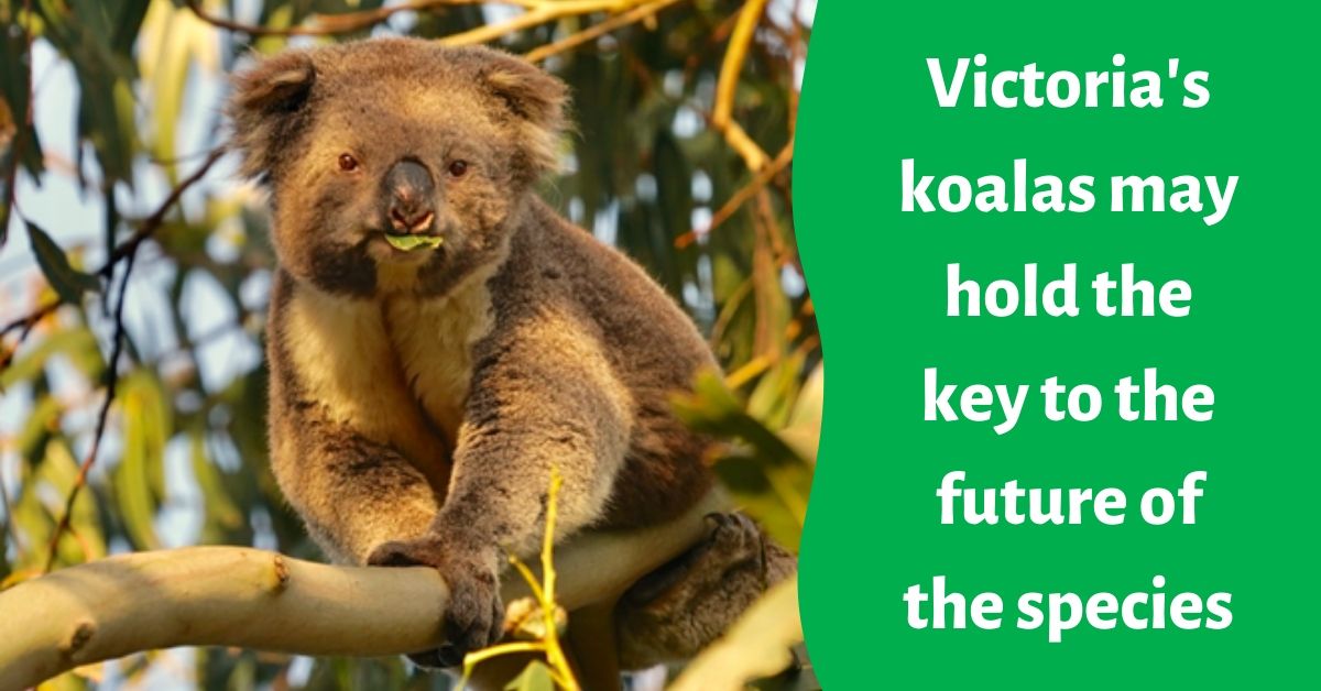 koala article