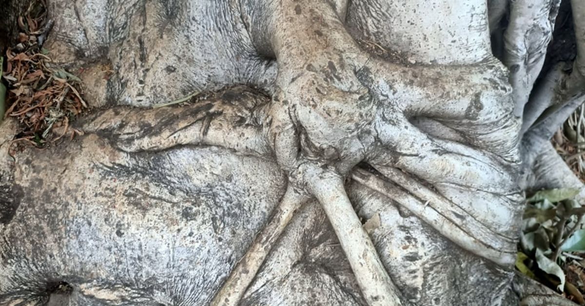 Hearth: Taking Root - Friends of the Earth Australia