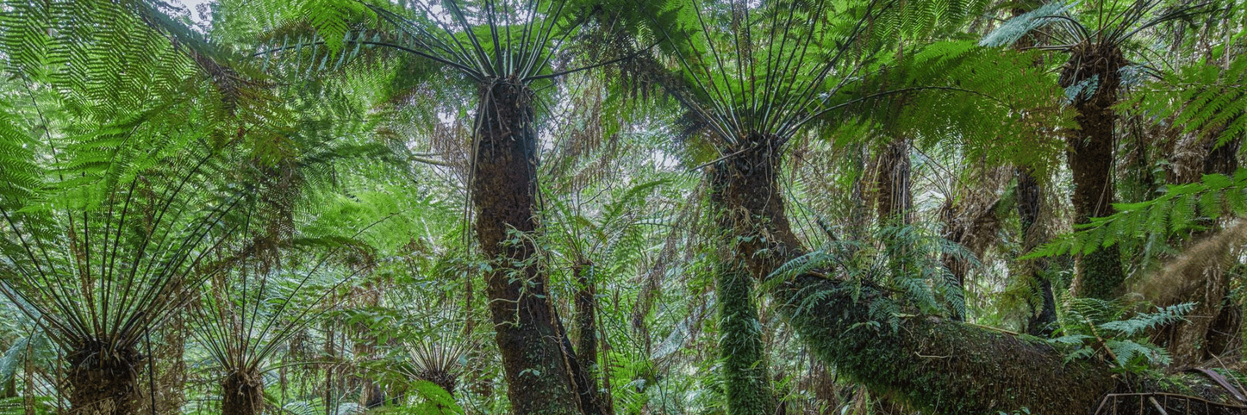 Conversation Form - DRAFT Friends of the Earth Australia