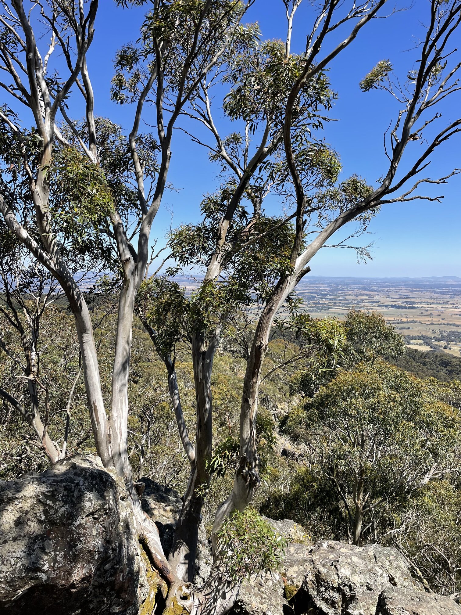 Protect Macedon’s Rare Snow Gums from Chainsaws - Friends of the Earth ...