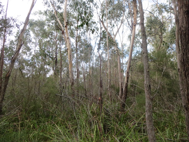 SKAT surveys completed at Won Wron State Forest - Friends of the Earth ...