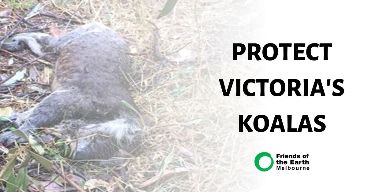 Koala massacre: take action - Friends of the Earth Melbourne