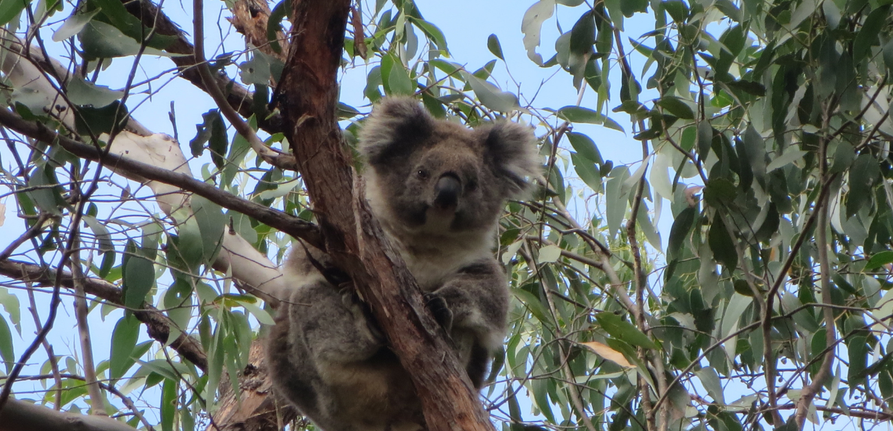 Our vision for koalas - Friends of the Earth