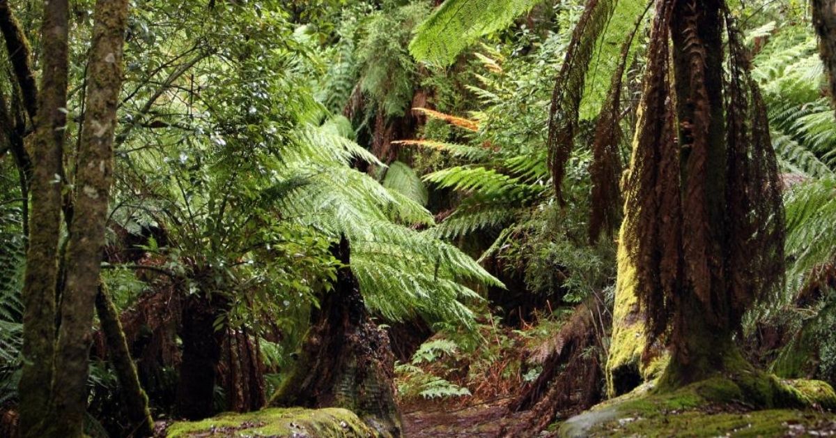 Our Vision for Victoria's Forests - Friends of the Earth