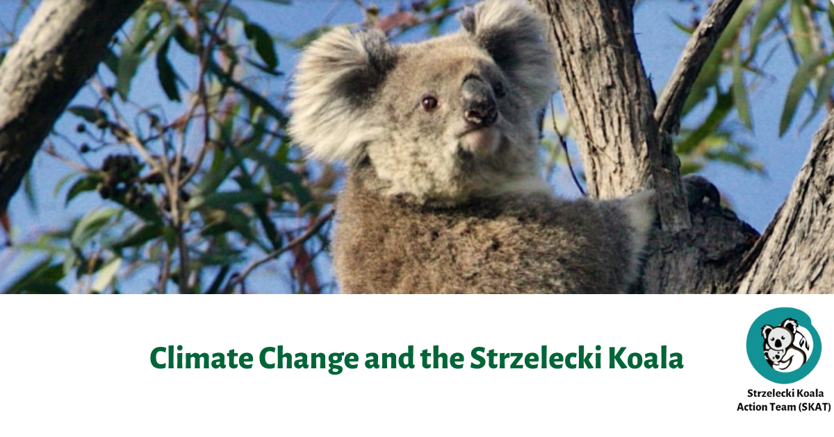 Climate Change and the Strzelecki Koala - Friends of the Earth