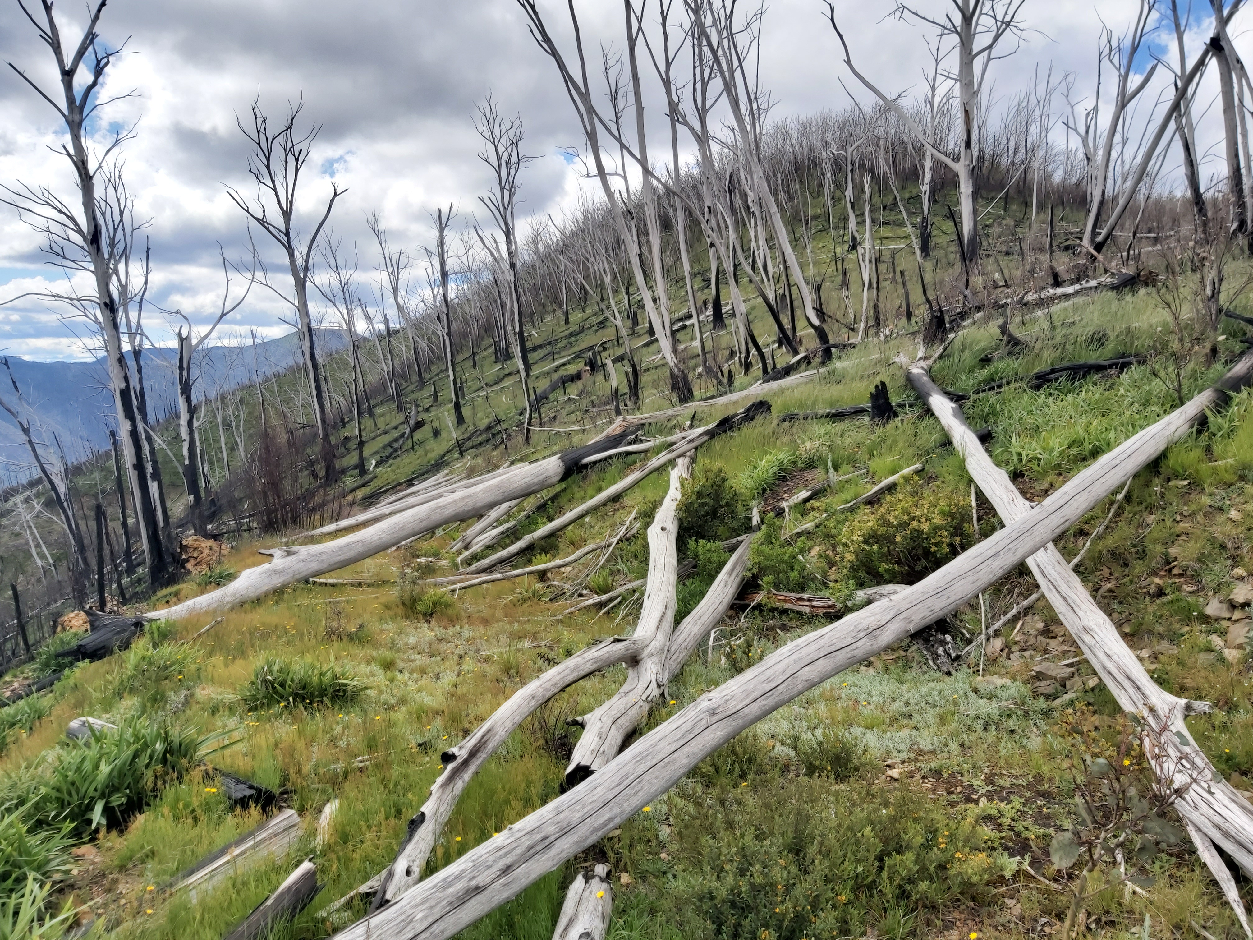 The Ash Forest Restoration Project - Friends of the Earth