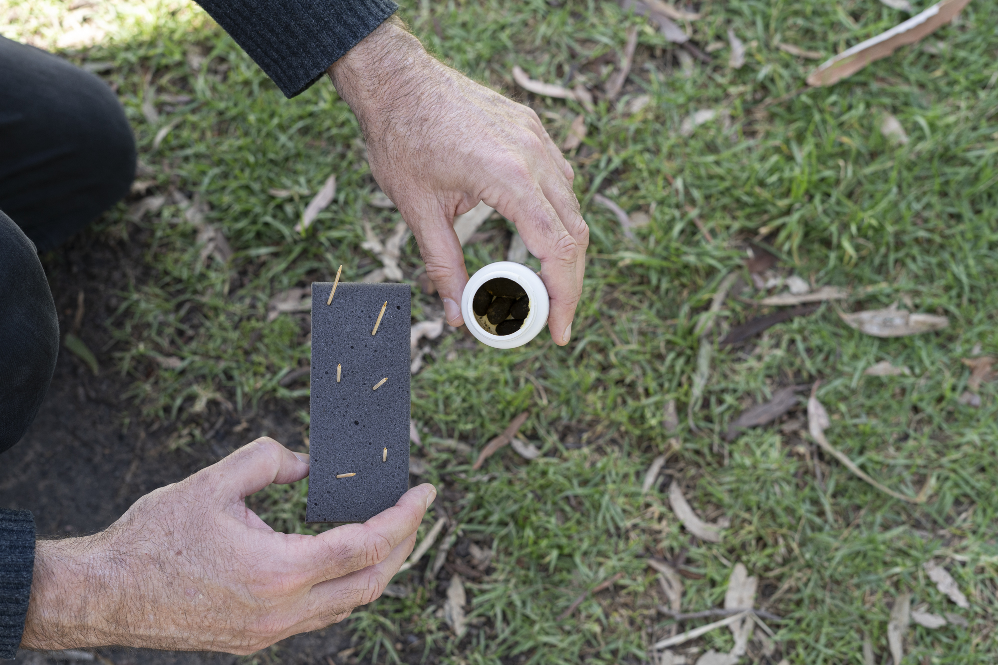 Next Six Months Vital for Collecting Koala Scats - Friends of the Earth