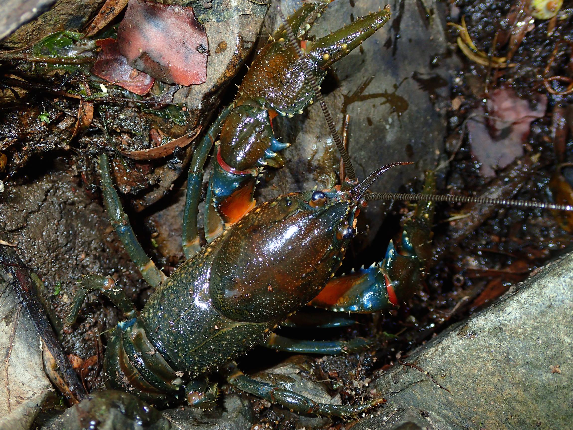 Survey Reports - Goongerah Environment Centre