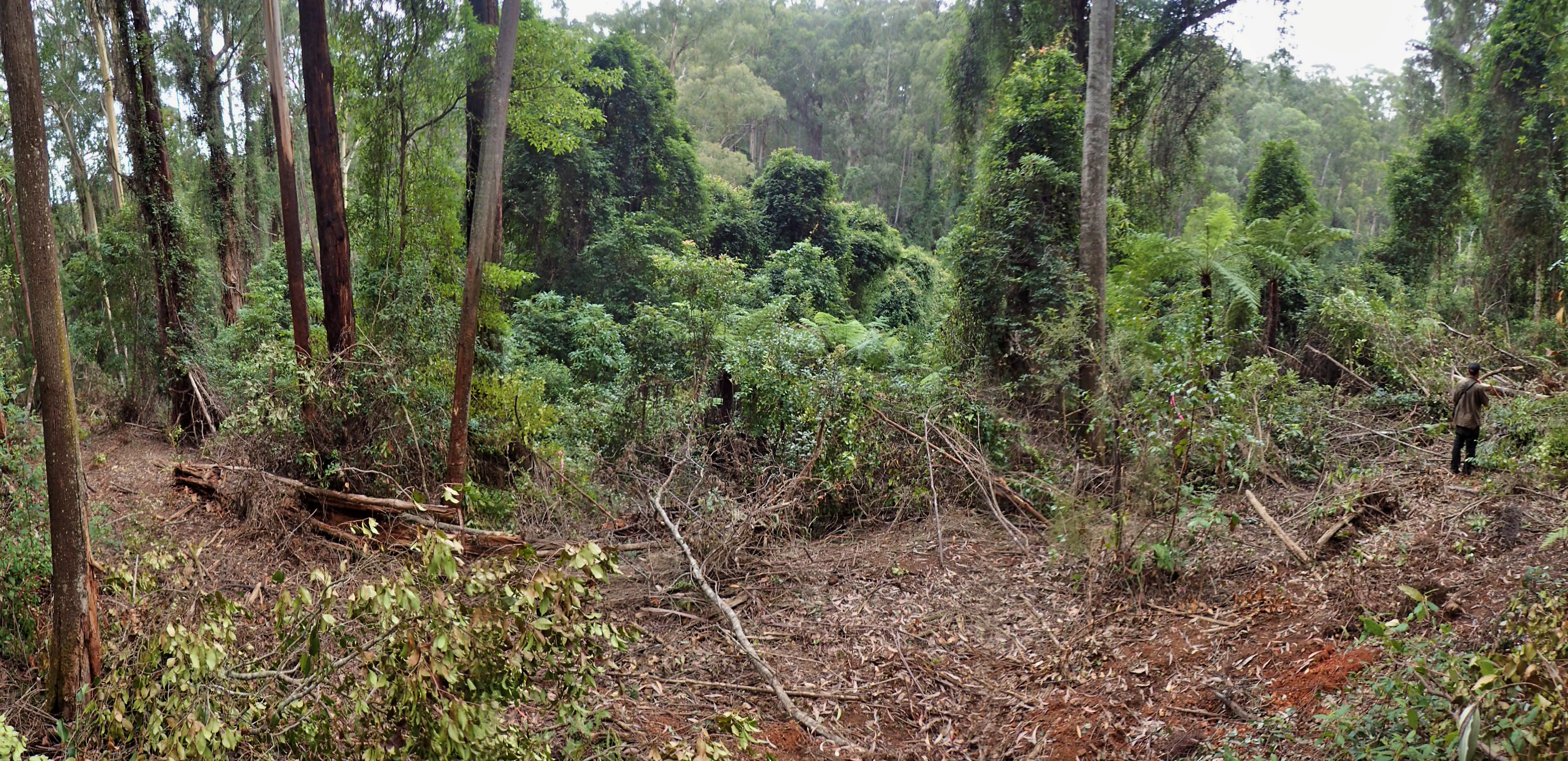 Rainforest illegally logged at Tonghi creek - Goongerah Environment Centre