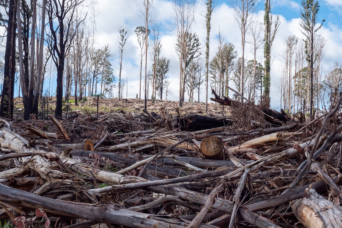 Devastating post-bushfire logging - 2 years in photos - Goongerah ...