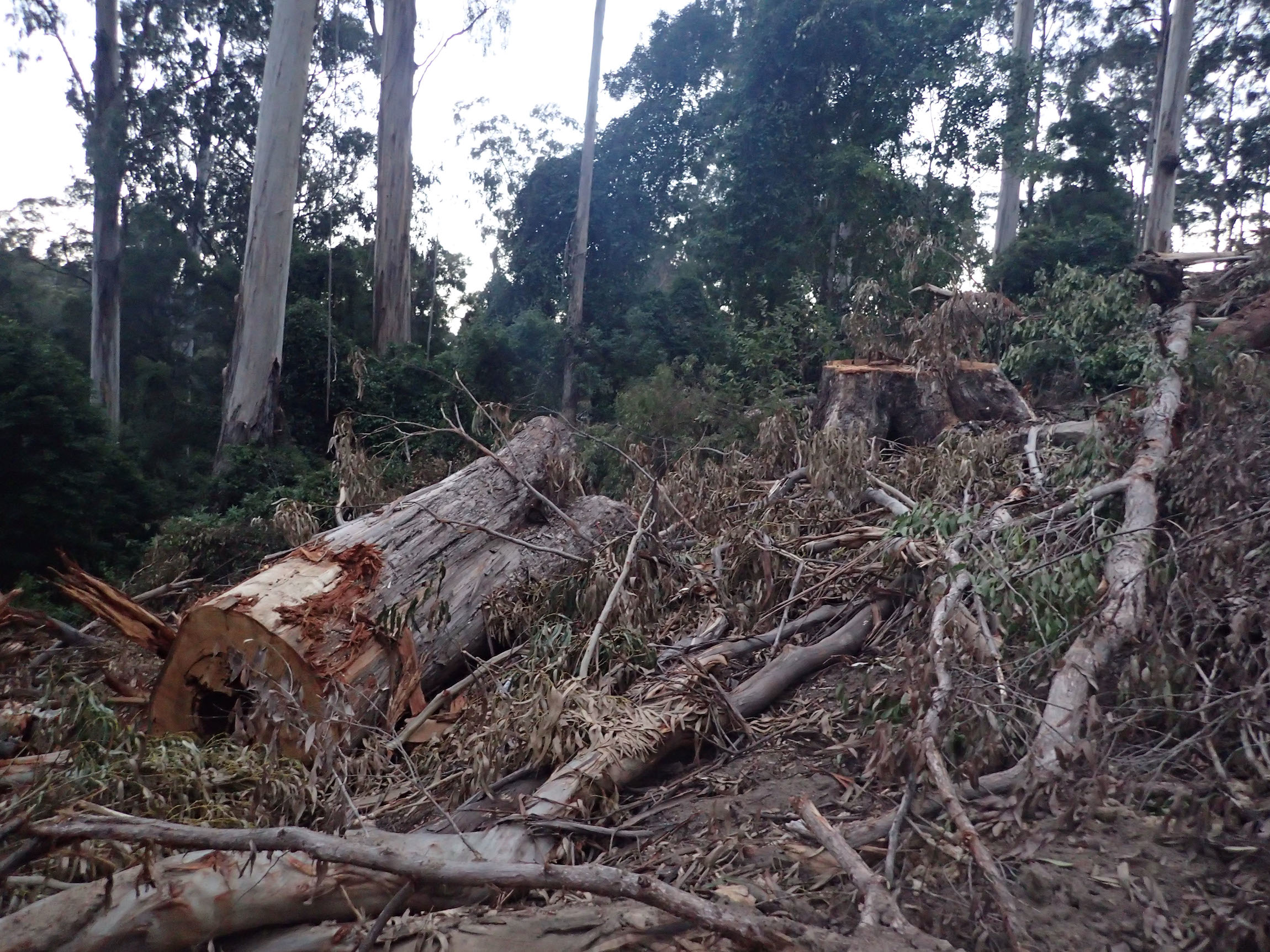 New unlawful logging in Rainforest Site of Significance - Goongerah ...