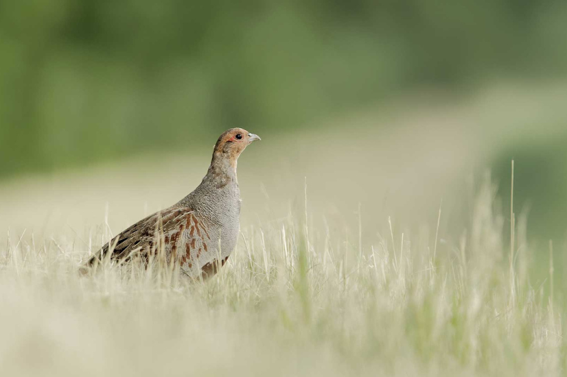 Opinie: ‘Hoog tijd dat de jacht op de patrijs definitief afgeblazen ...