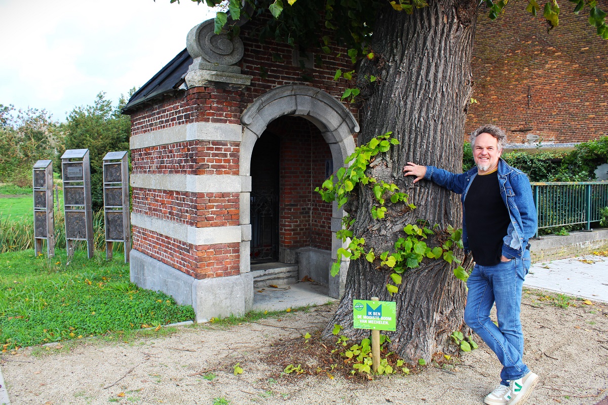 Zomerlinde aan Sint-Annakapel in Leest is mooiste boom van Mechelen ...