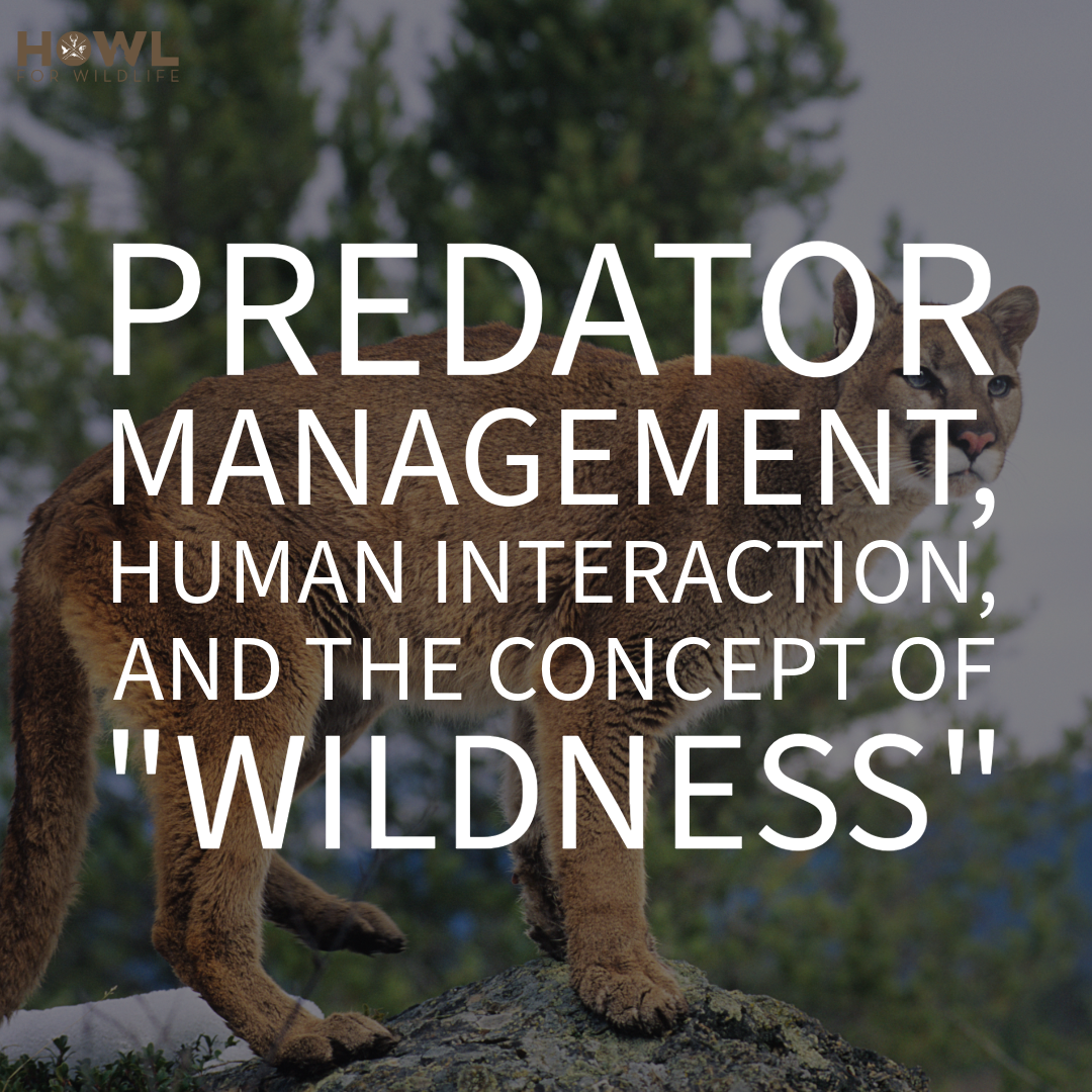 Predator Management, Human Interaction, and the Concept of "Wildness ...