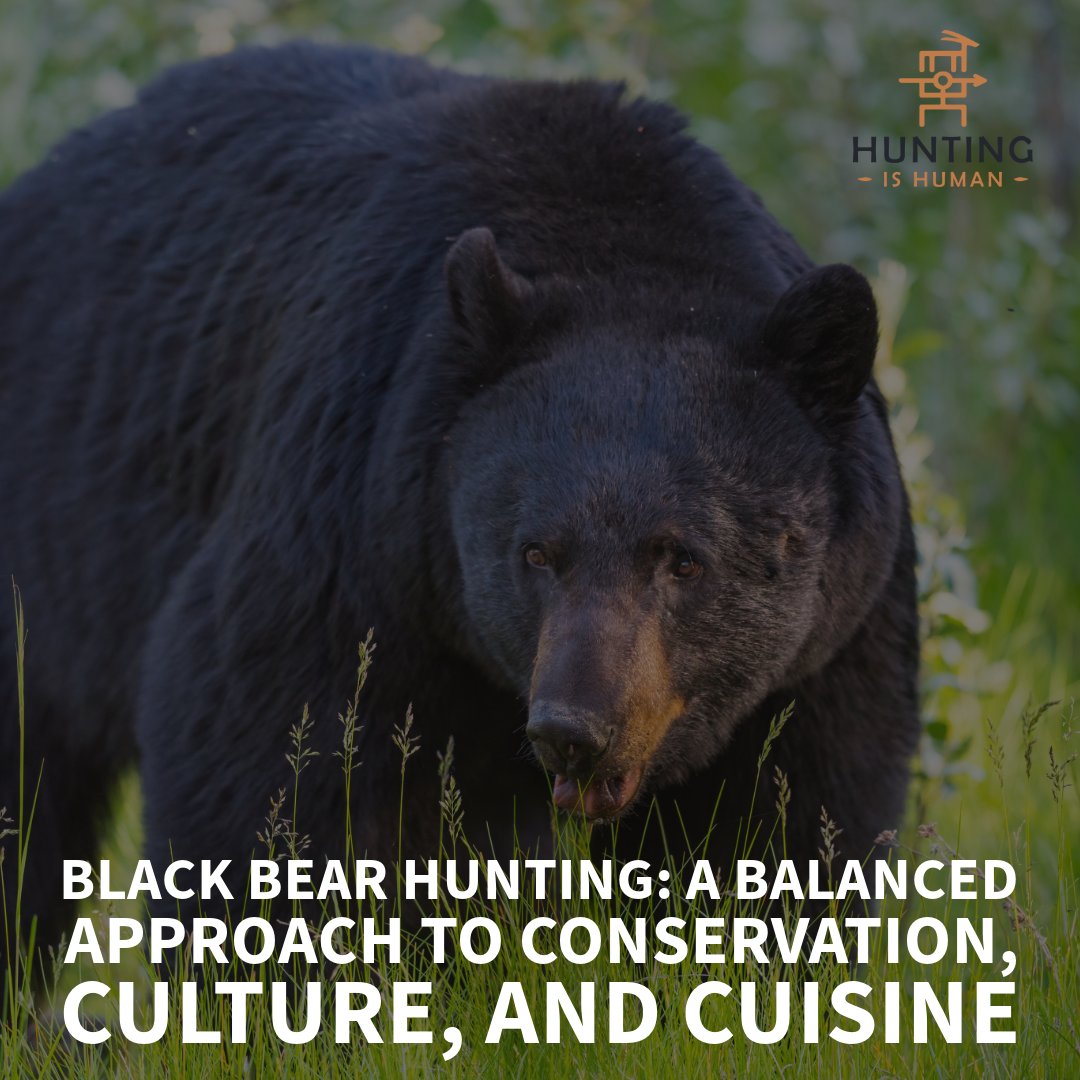 Black Bear Hunting: A Balanced Approach to Conservation, Culture, and ...