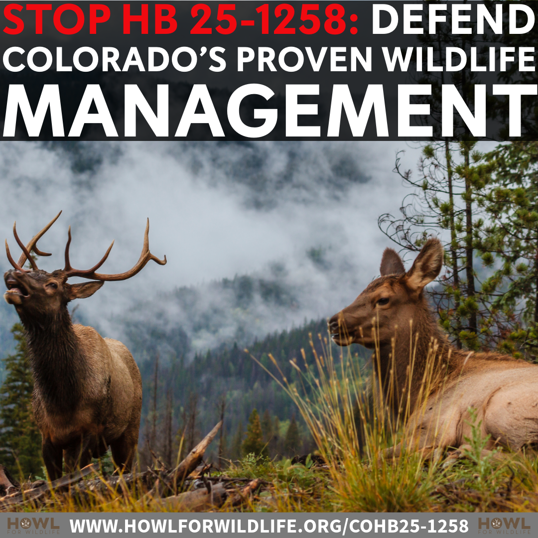 Stop HB 25-1258: Defend Colorado’s Proven Wildlife Management