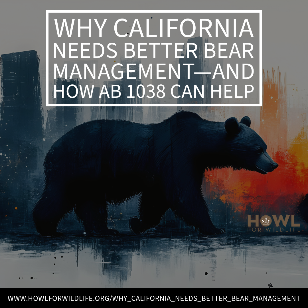Why California Needs Better Bear Management—And How AB 1038 Can Help ...