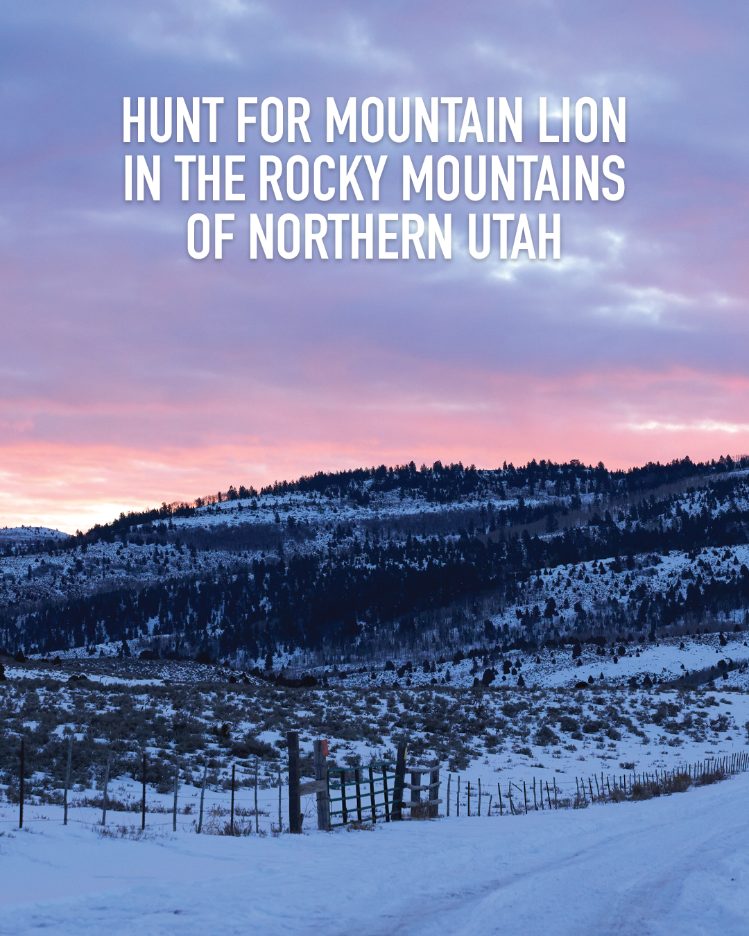 Win A Mountain Lion Hunt - Howl For Wildlife