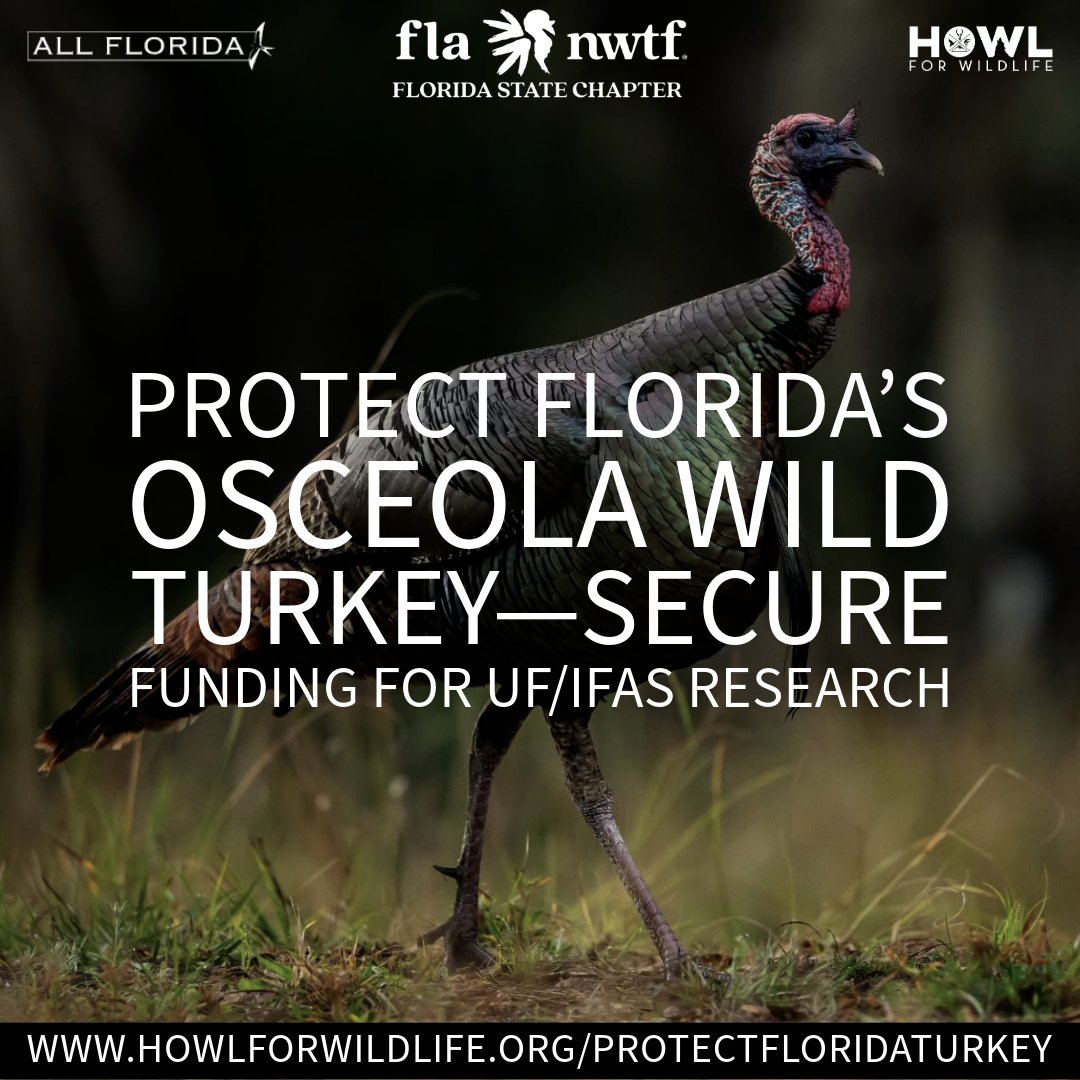 Protect and Conserve Florida’s Osceola Wild Turkey