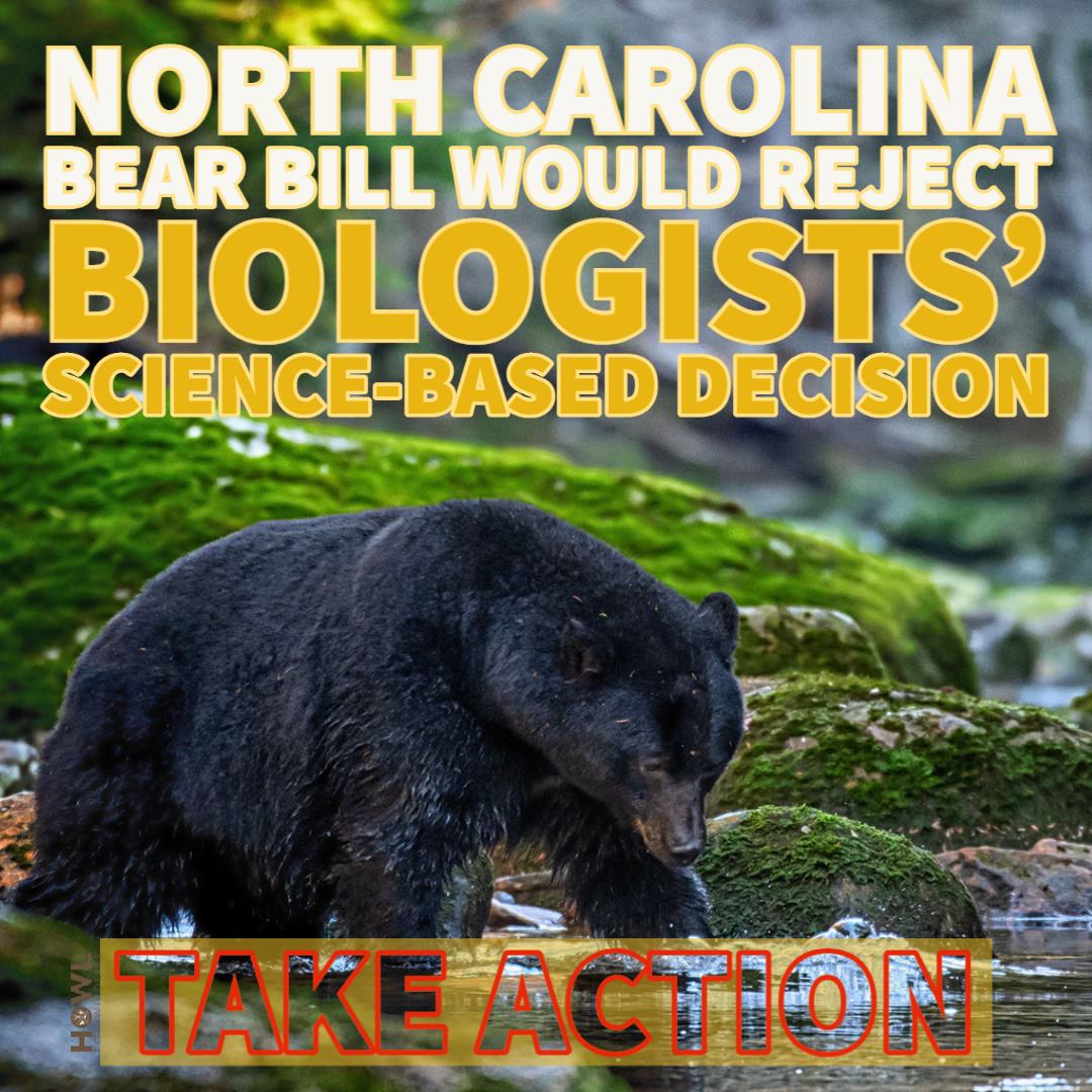 North Carolina Black Bear - Howl For Wildlife