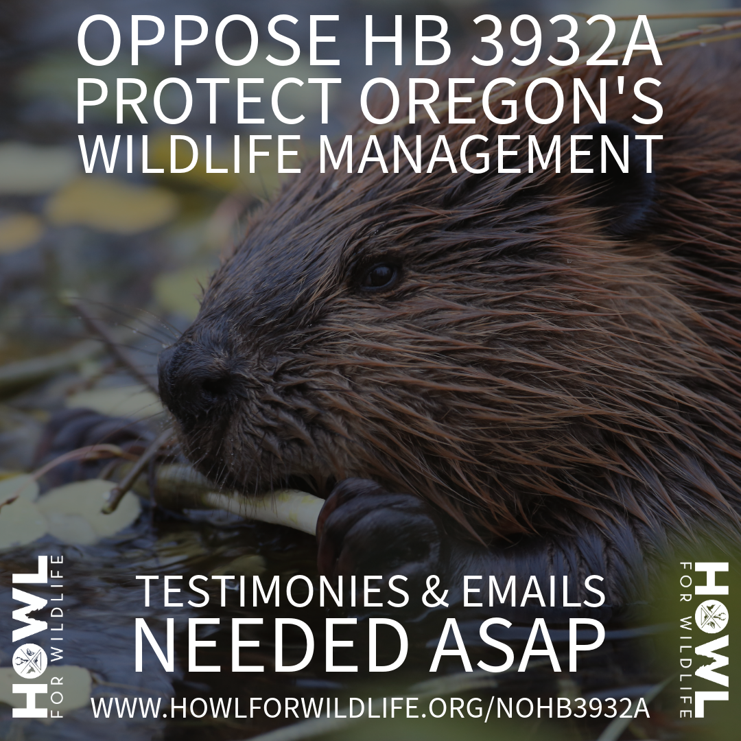 Stop HB 3932A Before It Guts Oregon’s Science-Based Wildlife Management