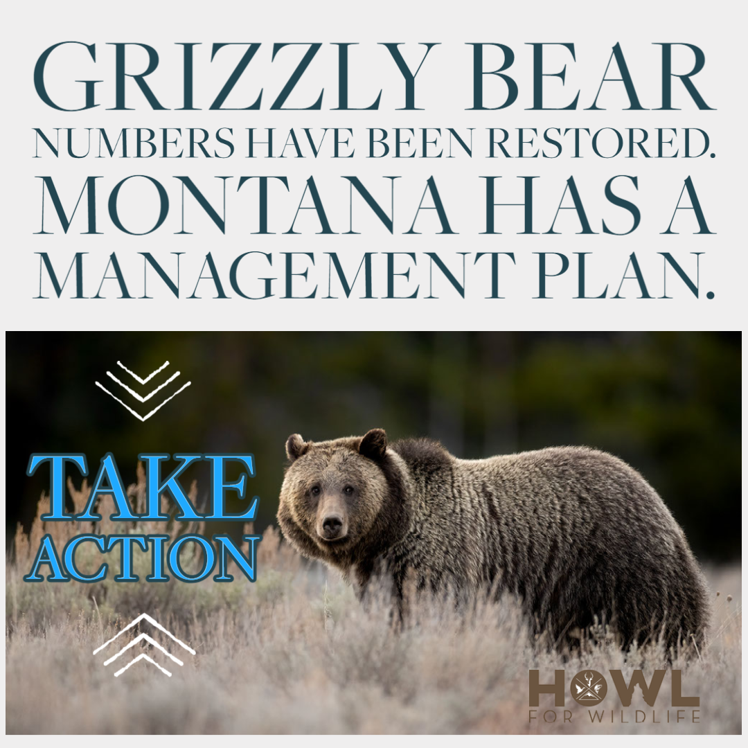 Montana Draft Grizzly Bear Plan Open for Public Comment - Howl For Wildlife
