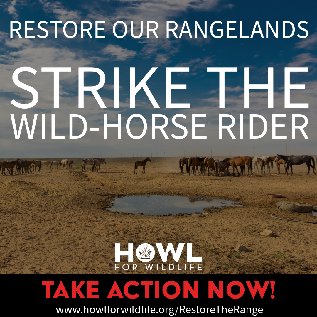 Restore Our Rangelands—Strike the Wild-Horse Rider