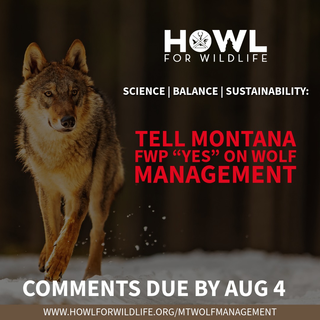 Montana Wolves. Proposed quota change | Rokslide Forum
