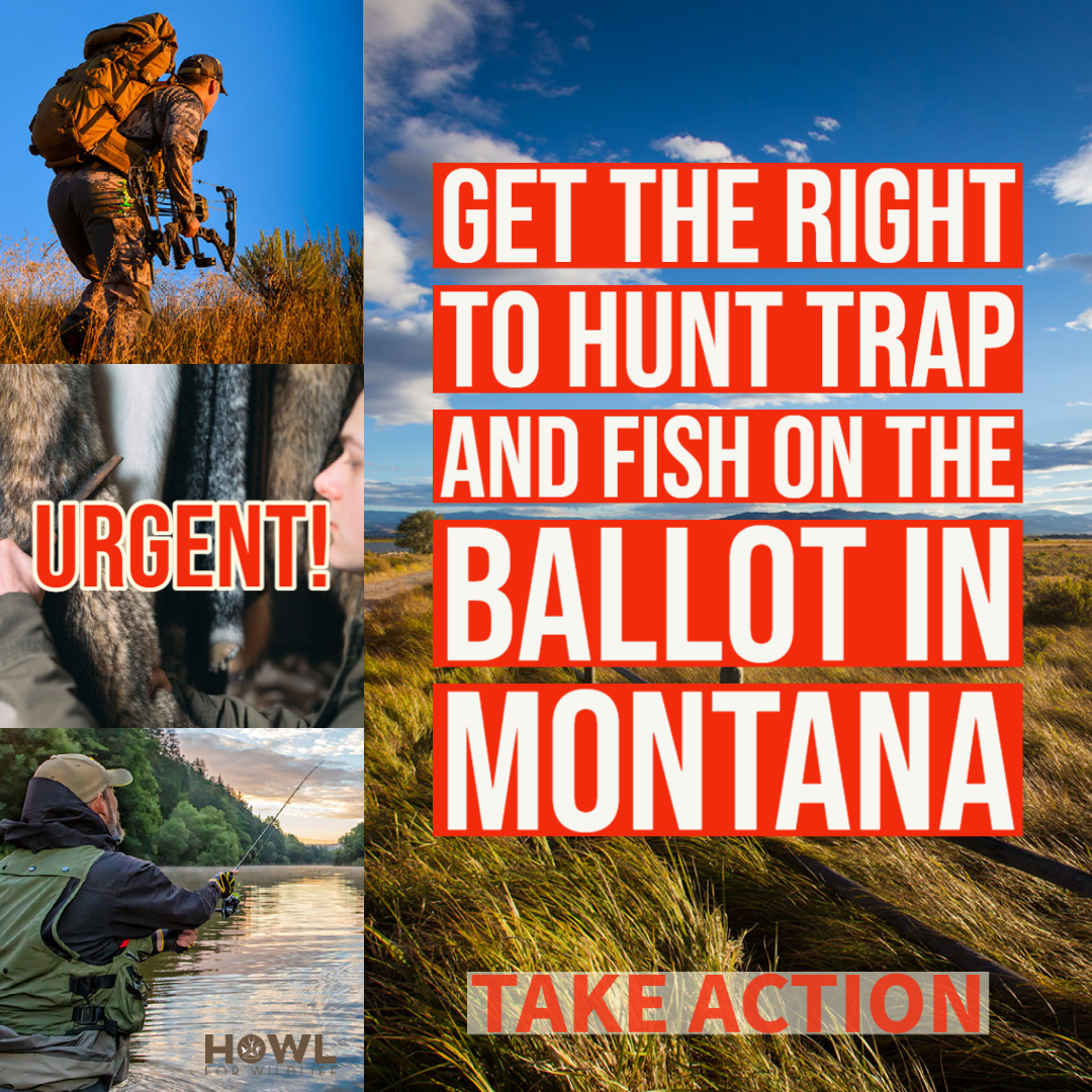 Montana Right To Hunt - Howl For Wildlife,