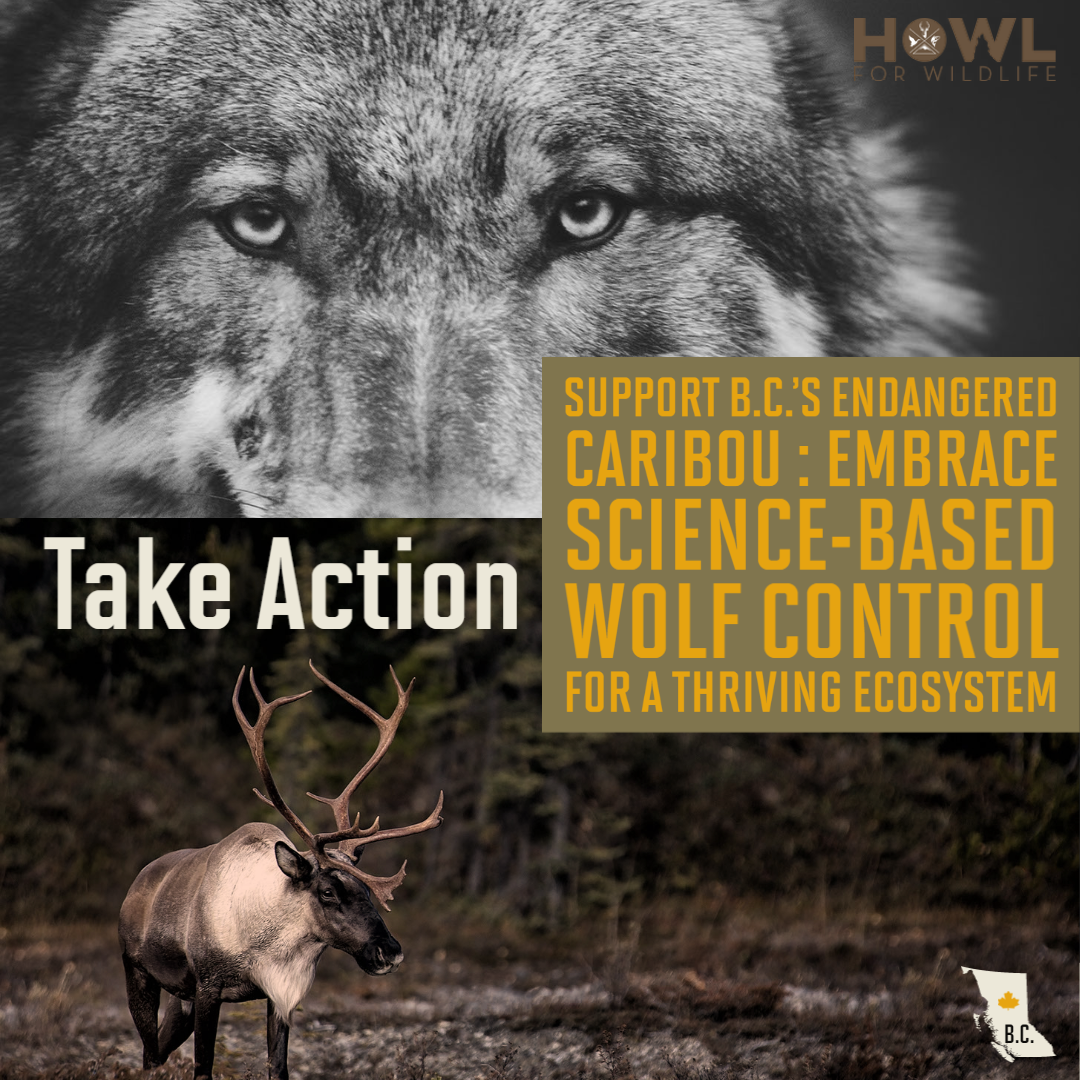 Wolves need to be managed in British Columbia to save endangered ...