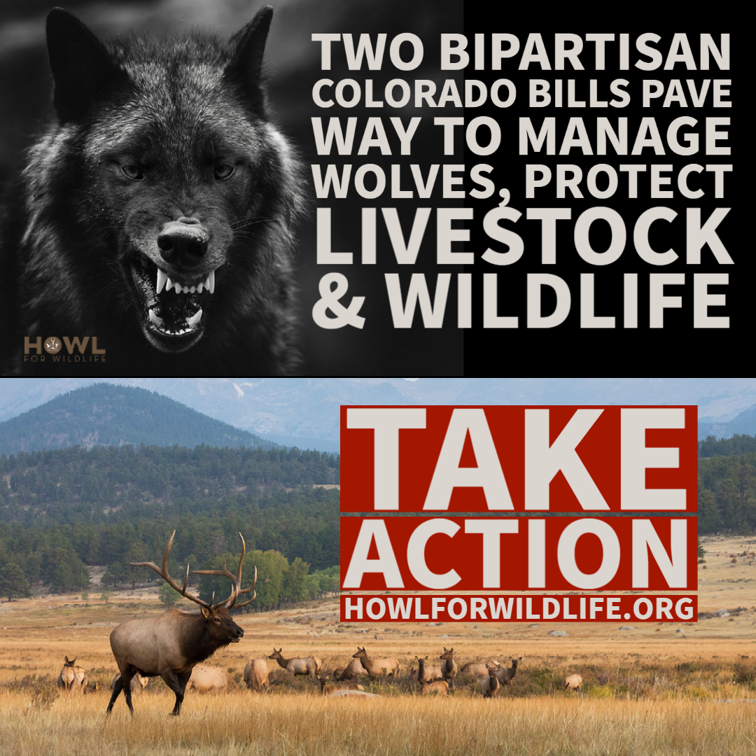 Colorado 10(j) Wolf - Howl For Wildlife,