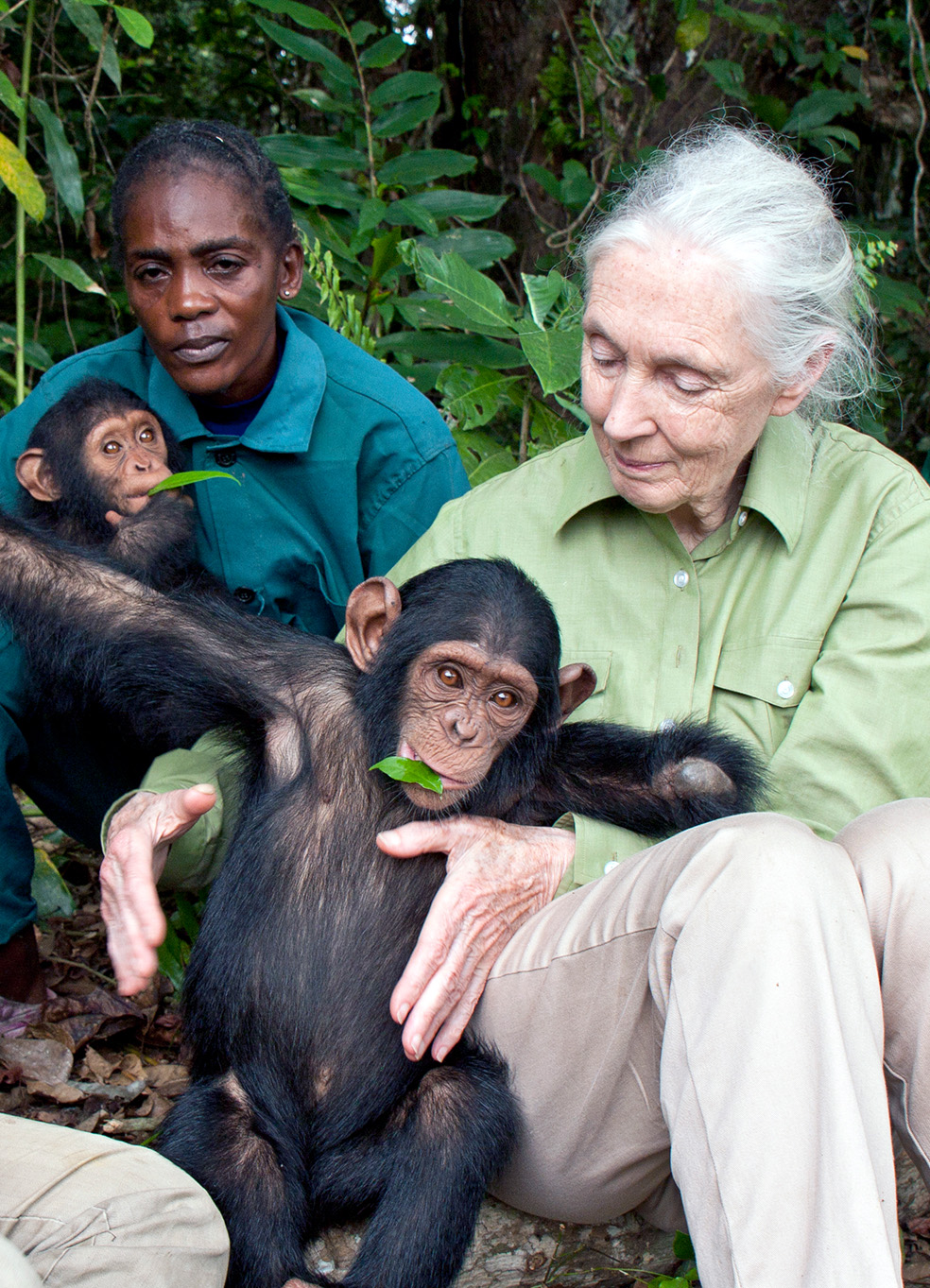 Baby Chimps Pledge - Jane Goodall Institute Australia