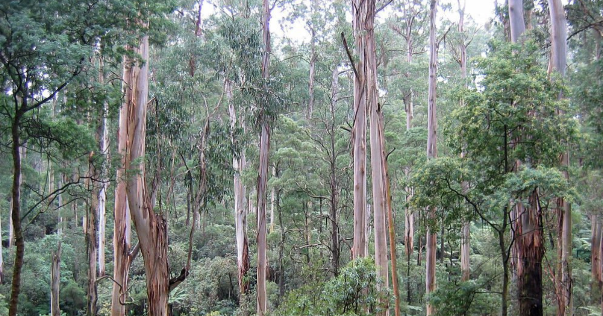 Together, We Have Saved Our Beautiful Native Forests - Dr Monique Ryan MP