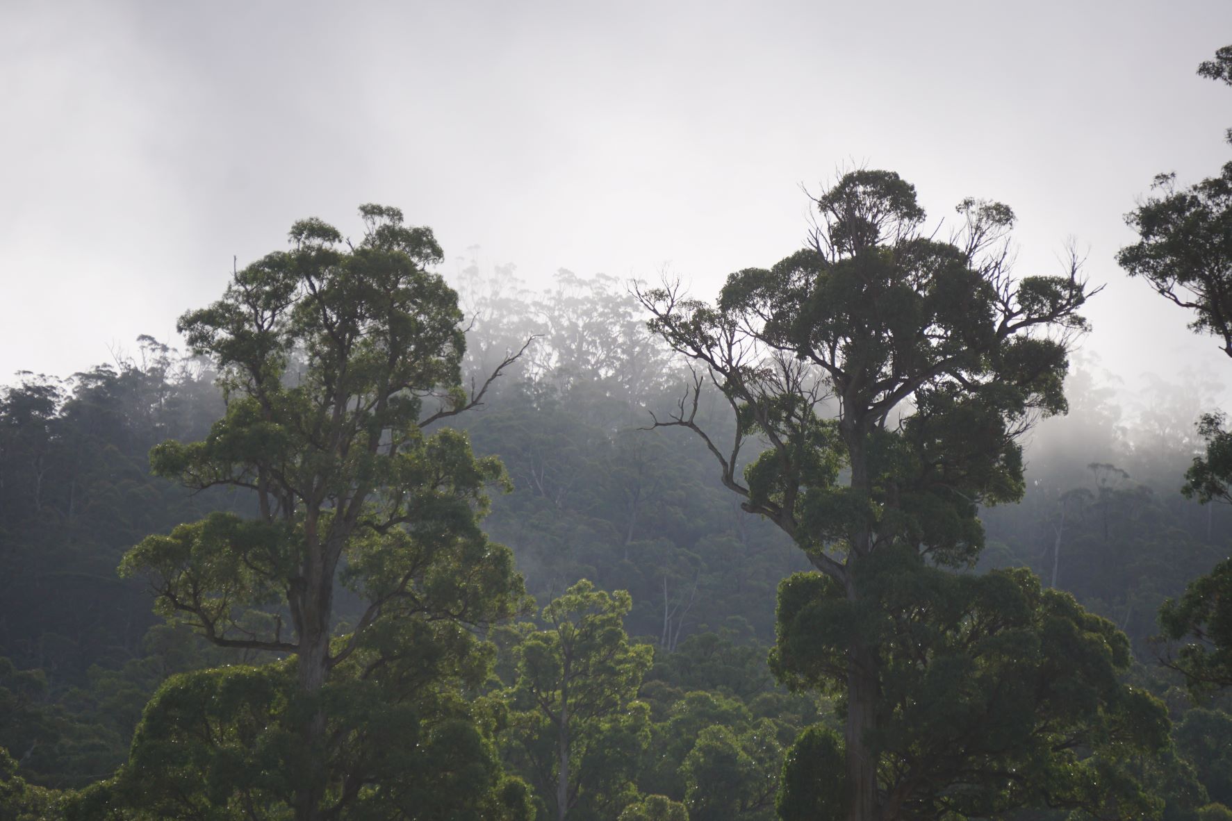 River Health Workshop: Waterbugs, Nest Boxes, and More - Landcare Tasmania