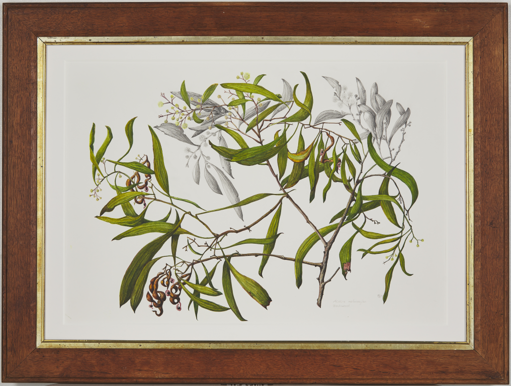 Preserving Nature's Masterpieces: Landcare Tasmania's Fundraising Art ...