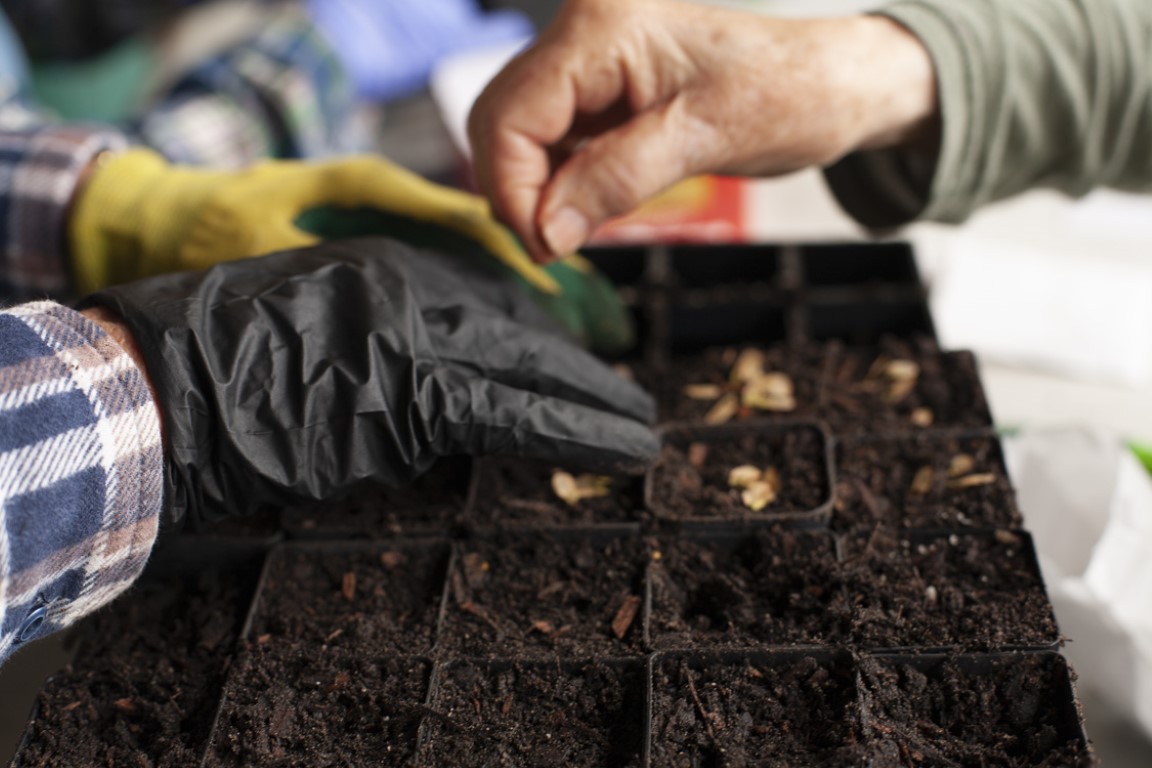 Seed Resilience Project Update - Landcare Tasmania