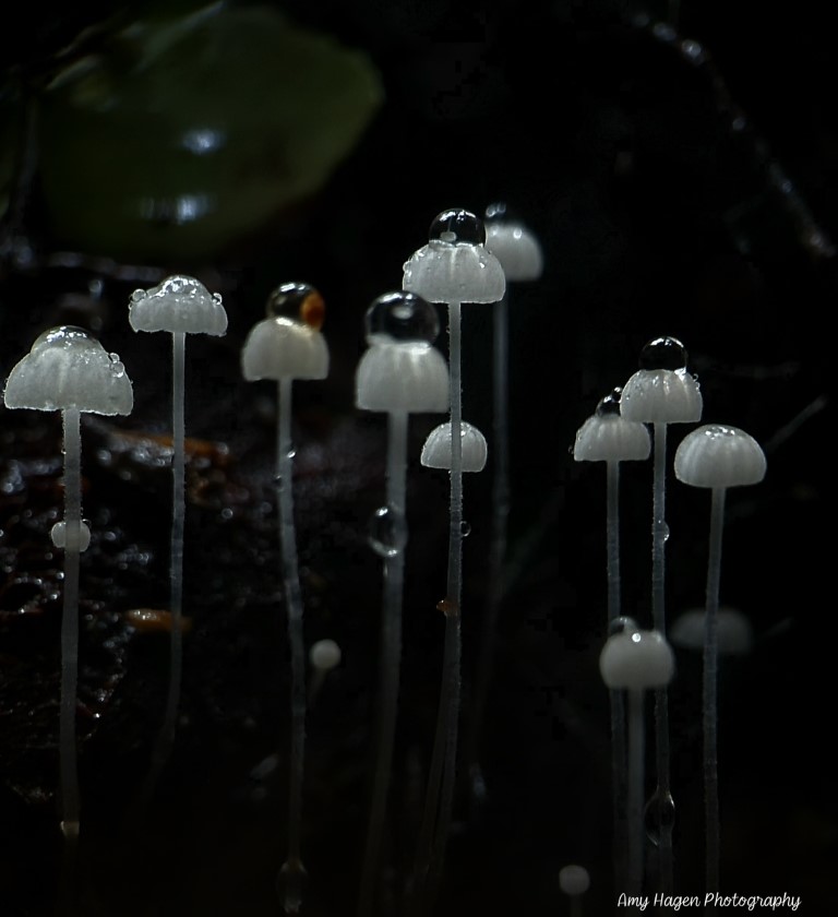 Announcing Photography Competition Winners! - Landcare Tasmania