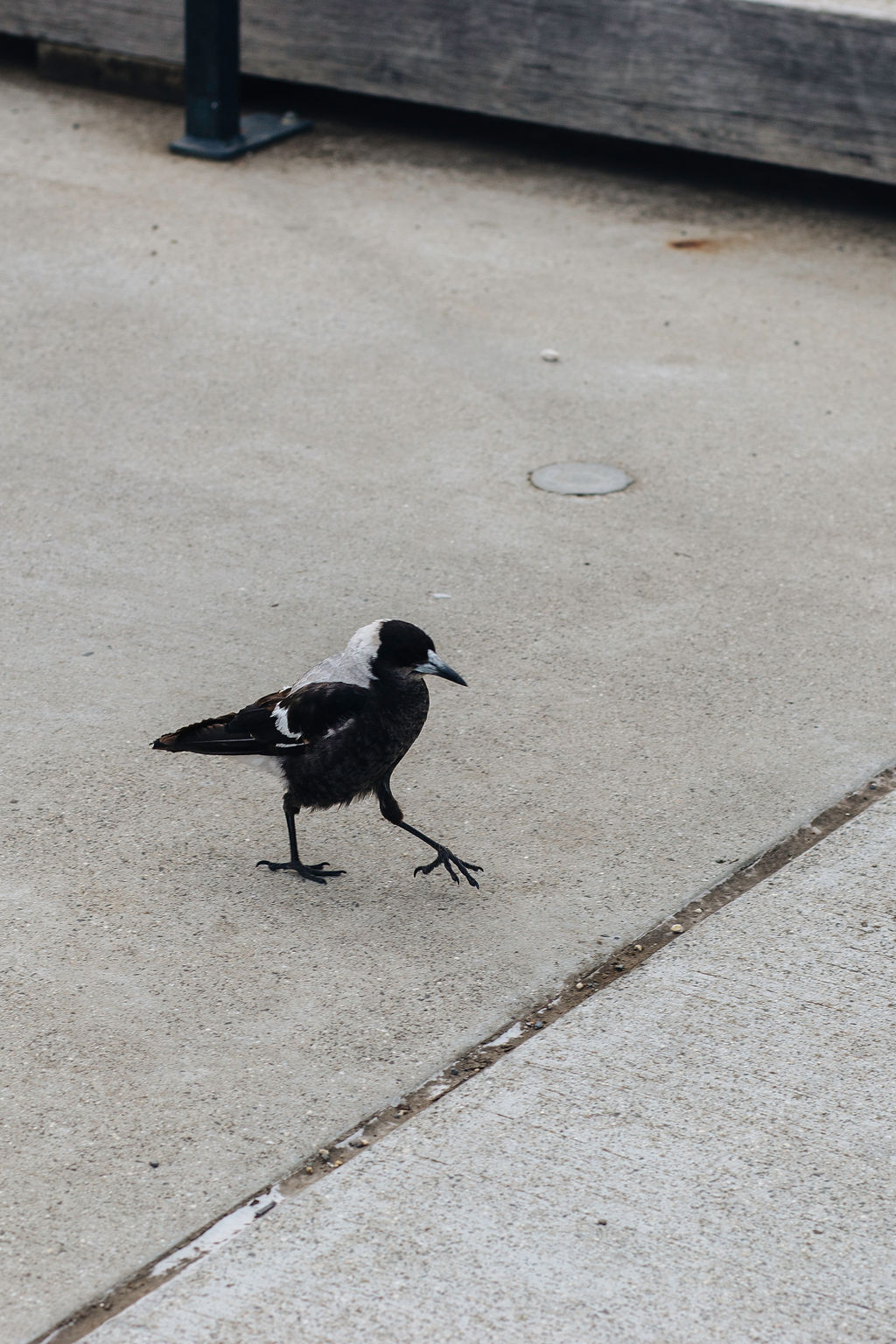 Maria Island Field Trip - Landcare Tasmania