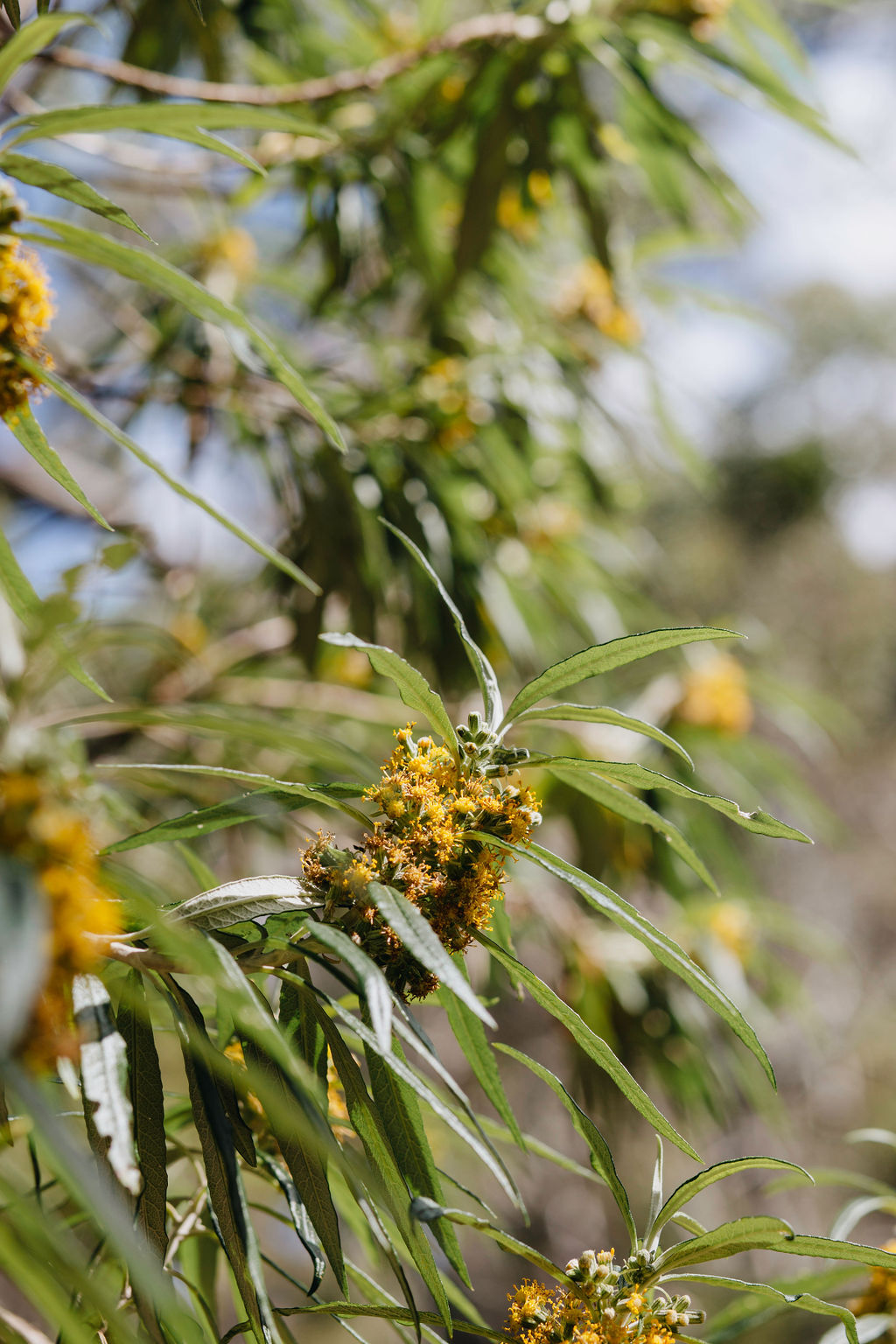 Maria Island Field Trip - Landcare Tasmania