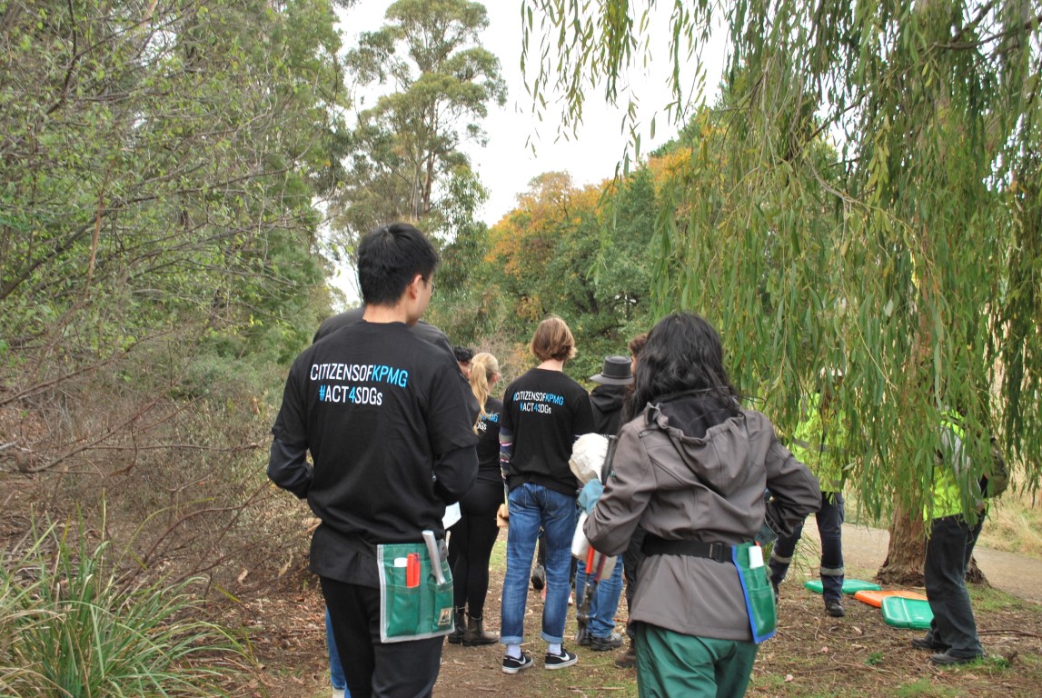 Corporate Volunteering Day with KPMG, Landcare and Bushcare at Hobart Rivulet - Landcare Tasmania